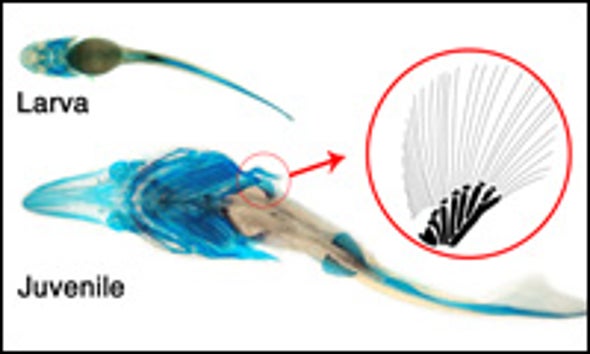How Fins Became Fingers - Scientific American