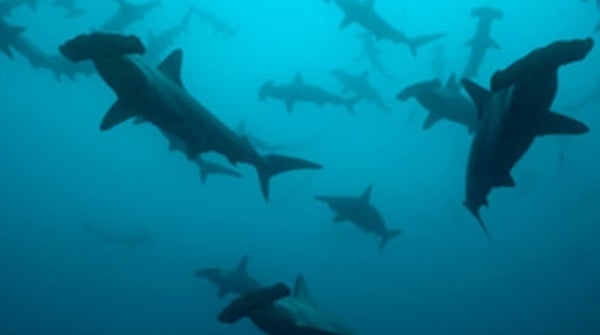 Total of 79 Potentially New Shark Species Found - Scientific American