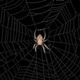 Sticky Science: the Evolution of Spider Webs - Scientific American