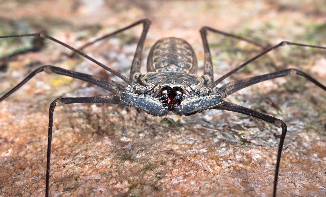 Making Sense of the Great Whip Spider Boom | Scientific American