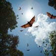 Bat Banter is Surprisingly Nuanced - Scientific American