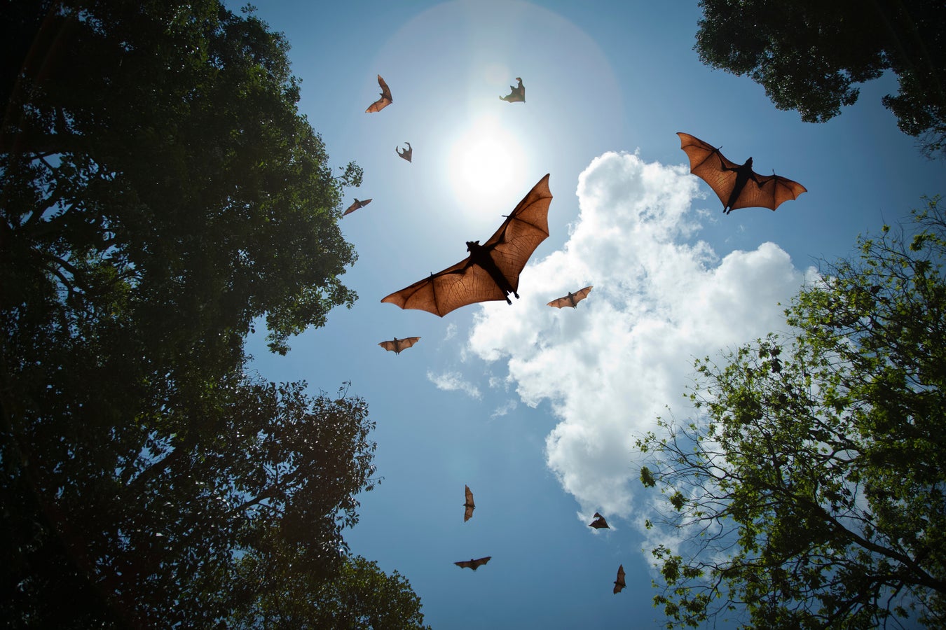 Geneticists Hope to Unlock Secrets of Bats' Complex Sounds | Scientific ...