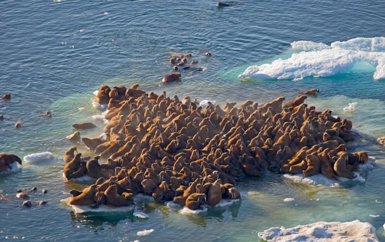 Shock and Thaw--Alaskan Sea Ice Just Took a Steep, Unprecedented Dive ...