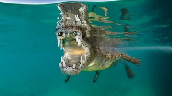 How Crocs Came to Rule the Water's Edge - Scientific American