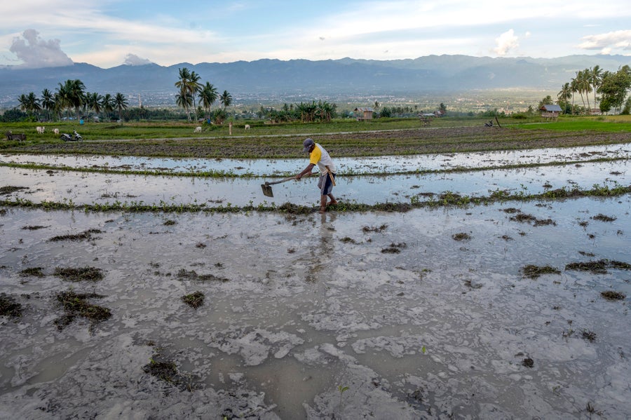 Wake-Up Call: Climate Change Threatens Rice Farming | Scientific American