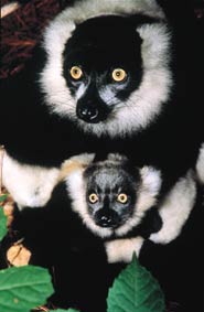 A Promenade with Prosimians - Scientific American