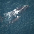How Whale Poop Could Counter Calls to Resume Commercial Hunting ...