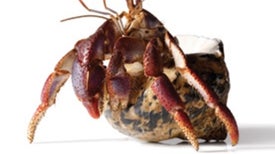 Stories by Ivan Chase News and Research - Scientific American