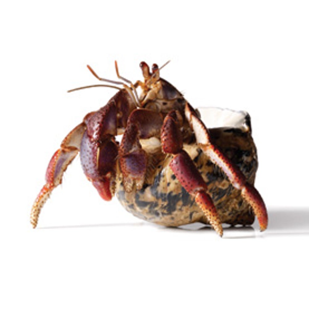 Hermit Crabs Trade Up by Exchanging Shells in Queue | Scientific American