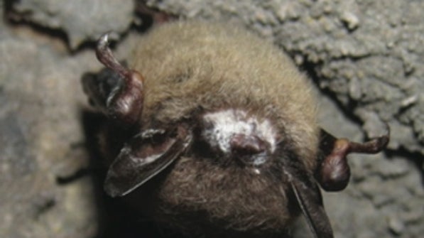 Night Stalker: White-Nose Fungus in Bats--Why It's Our Problem, Too ...